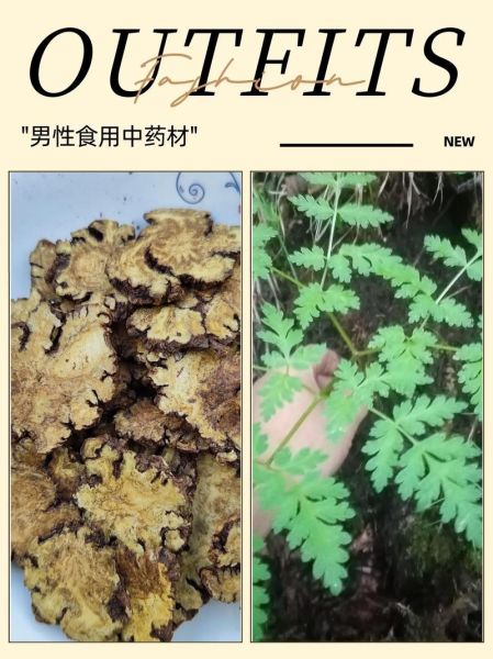 川芎对肝肾有毒性吗_川芎肝肾损伤机制-第2张图片-山城妙识 川芎对肝肾有毒性吗_川芎肝肾损伤机制-第2张图片-山城妙识