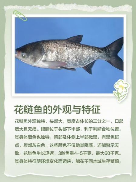 鲢鱼的功效与作用_吃鲢鱼有哪些好处-第3张图片-山城妙识