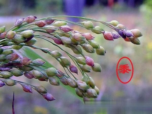 黍离是什么植物_黍离与小米区别-第1张图片-山城妙识