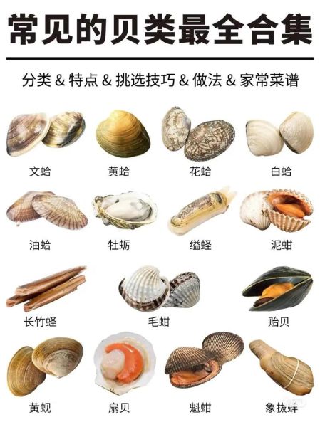 海鲜贝类有哪些种类_常见贝类品种大全-第1张图片-山城妙识