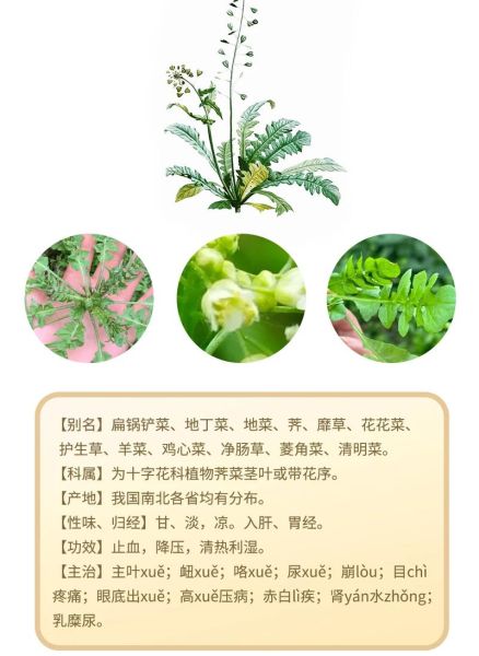 荠菜的功效与作用_荠菜怎么吃最养肝-第2张图片-山城妙识