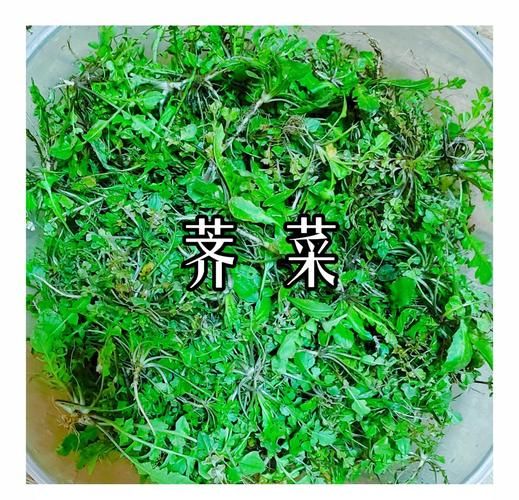 荠菜的功效与作用_荠菜怎么吃最养肝-第3张图片-山城妙识