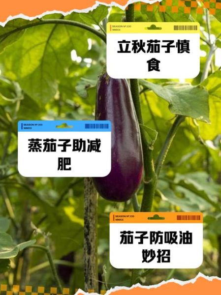 茄子能降血压吗_吃茄子的禁忌有哪些-第3张图片-山城妙识 茄子能降血压吗_吃茄子的禁忌有哪些-第3张图片-山城妙识