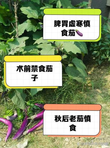 茄子能降血压吗_吃茄子的禁忌有哪些-第2张图片-山城妙识 茄子能降血压吗_吃茄子的禁忌有哪些-第2张图片-山城妙识
