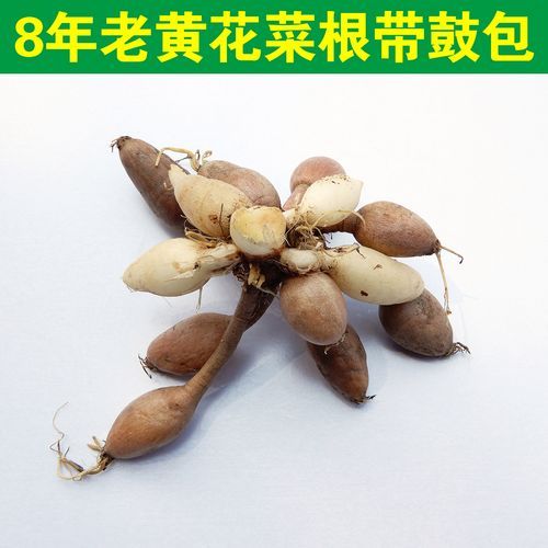 黄花菜根能下奶吗_黄花菜根怎么吃才下奶-第1张图片-山城妙识