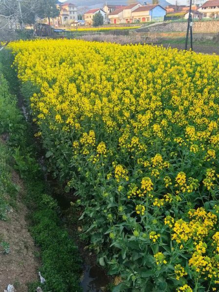 油菜花什么时候开_油菜花的花语是什么-第2张图片-山城妙识