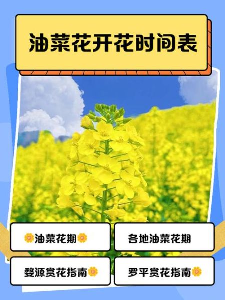 油菜花什么时候开_油菜花的花语是什么-第1张图片-山城妙识