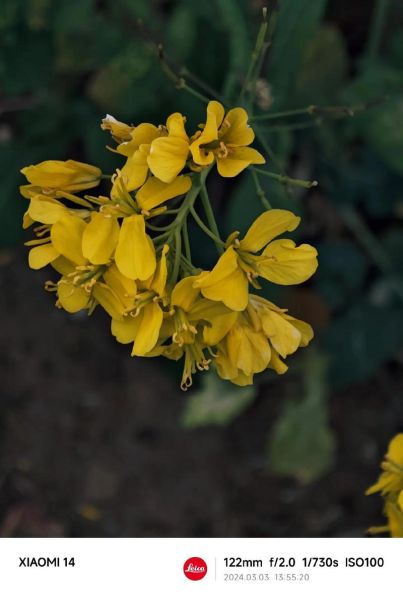 油菜花什么时候开_油菜花的花语是什么-第3张图片-山城妙识