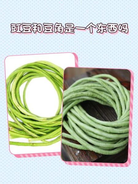 豇豆怎么读音_豇豆是读gang还是jiang-第1张图片-山城妙识