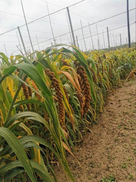 稷是小米还是高粱_稷谷历史与植物学辨析-第2张图片-山城妙识