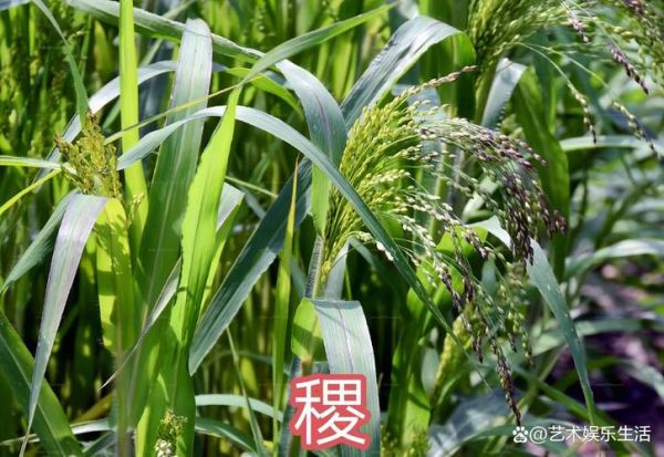 稷是小米还是高粱_稷谷历史与植物学辨析-第3张图片-山城妙识
