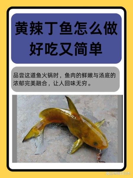 黄辣丁儿童吃怎么做_黄辣丁适合孩子吃吗-第2张图片-山城妙识 黄辣丁儿童吃怎么做_黄辣丁适合孩子吃吗-第2张图片-山城妙识