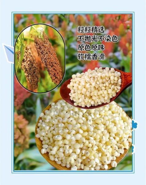 白高粱米的功效与作用_白高粱米的禁忌有哪些-第2张图片-山城妙识