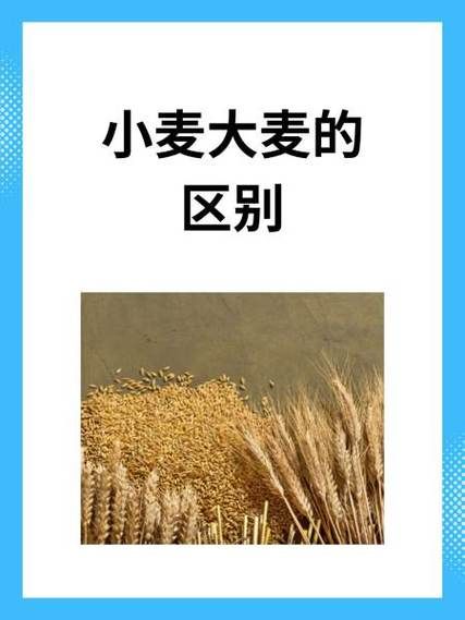 大麦和小麦的区别图片_如何一眼分辨-第1张图片-山城妙识