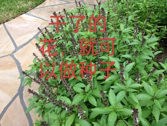 五香叶是什么_五香叶和香叶一样吗-第3张图片-山城妙识