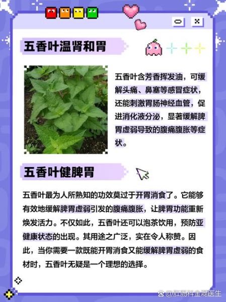 五香叶是什么_五香叶和香叶一样吗-第1张图片-山城妙识
