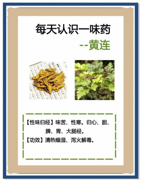 黄连的功效与作用_黄连的副作用有哪些-第2张图片-山城妙识
