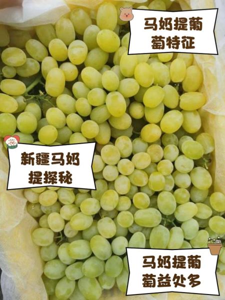 马奶提子的功效与作用_马奶提子适合什么人吃-第3张图片-山城妙识