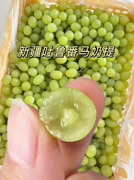 马奶提子的功效与作用_马奶提子适合什么人吃-第2张图片-山城妙识
