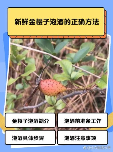 金樱子泡酒比例是多少_金樱子泡酒要不要去籽-第1张图片-山城妙识