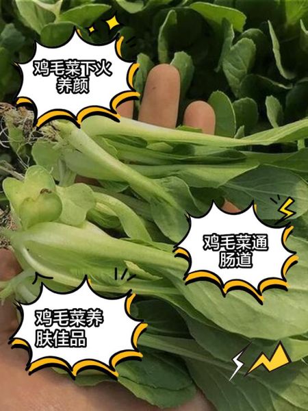 鸡毛菜怎么种_鸡毛菜营养价值-第2张图片-山城妙识