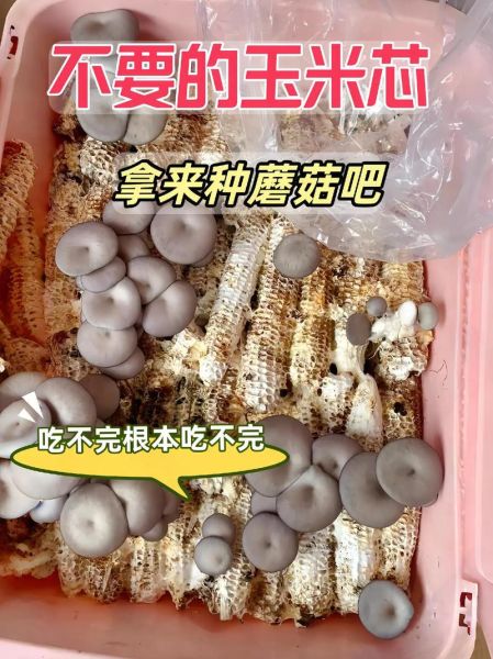 蘑菇种植技术_家庭蘑菇种植方法-第3张图片-山城妙识
