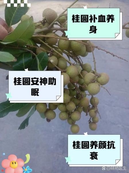 吃桂圆的好处有哪些_桂圆的功效与作用-第3张图片-山城妙识