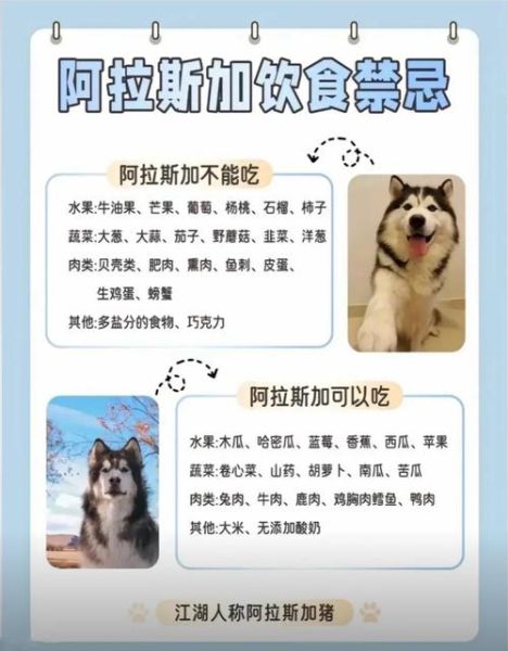 阿拉斯加犬适合家养吗_阿拉斯加犬的优缺点有哪些-第1张图片-山城妙识