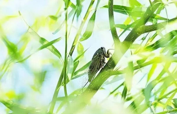 夏蝉鸣的声音怎么形容_夏蝉鸣代表什么季节-第2张图片-山城妙识