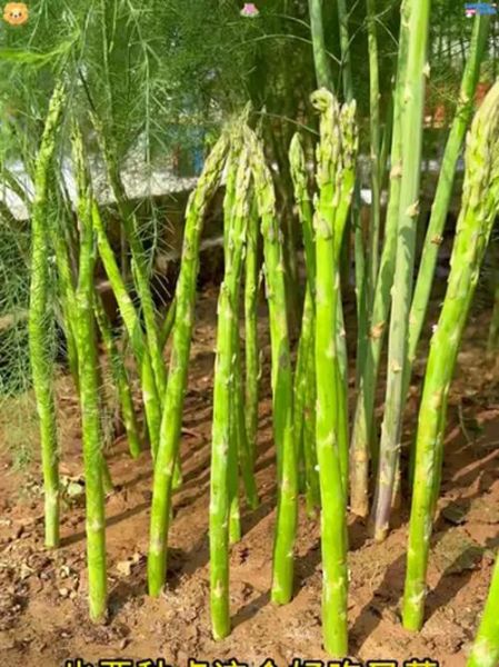 芦笋什么时候种植最好_芦笋亩产量一般多少斤-第2张图片-山城妙识