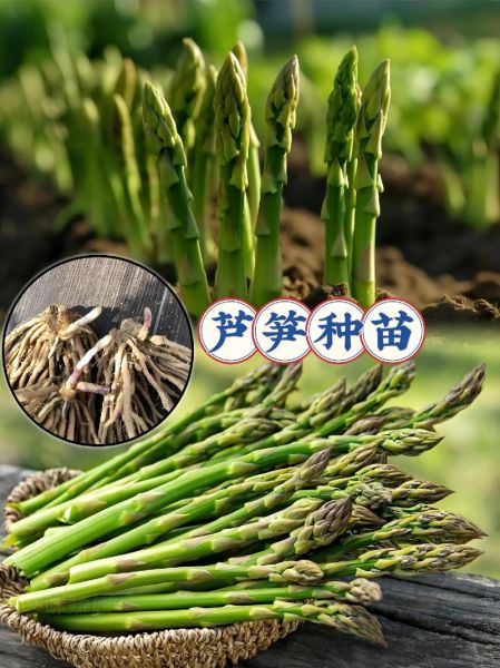 芦笋什么时候种植最好_芦笋亩产量一般多少斤-第1张图片-山城妙识
