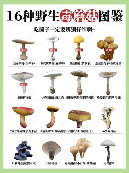 野生蘑菇怎么识别_毒蘑菇与可食用蘑菇区别-第2张图片-山城妙识