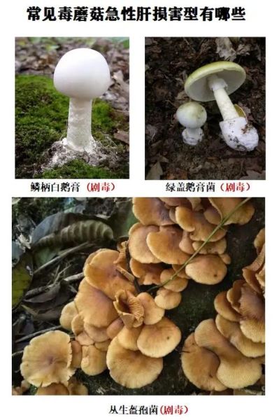 野生蘑菇怎么识别_毒蘑菇与可食用蘑菇区别-第3张图片-山城妙识