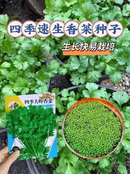 香菜种植温度多少合适_香菜耐寒最低几度-第1张图片-山城妙识
