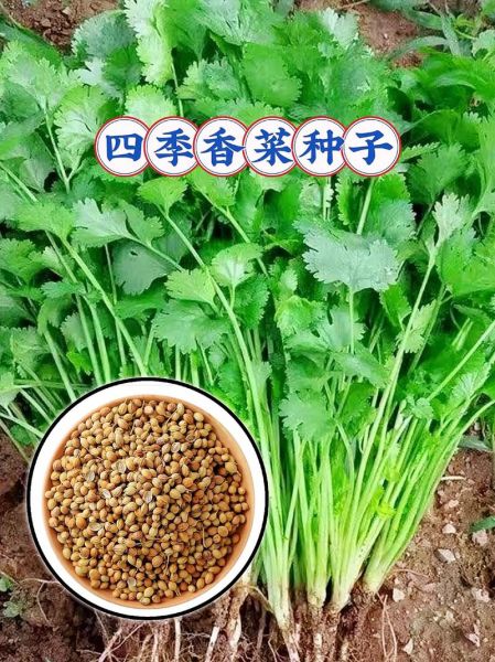 香菜种植温度多少合适_香菜耐寒最低几度-第2张图片-山城妙识