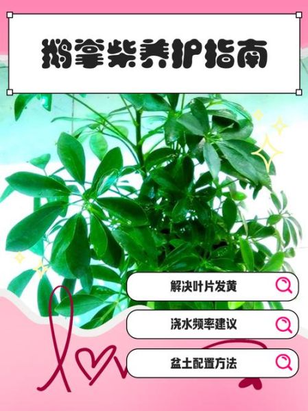 鹅掌柴怎么养_鹅掌柴多久浇一次水-第1张图片-山城妙识