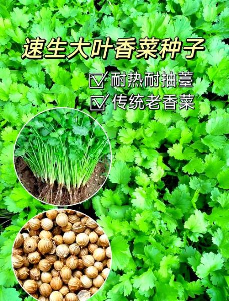 香菜种植温度多少合适_香菜耐寒最低几度-第3张图片-山城妙识