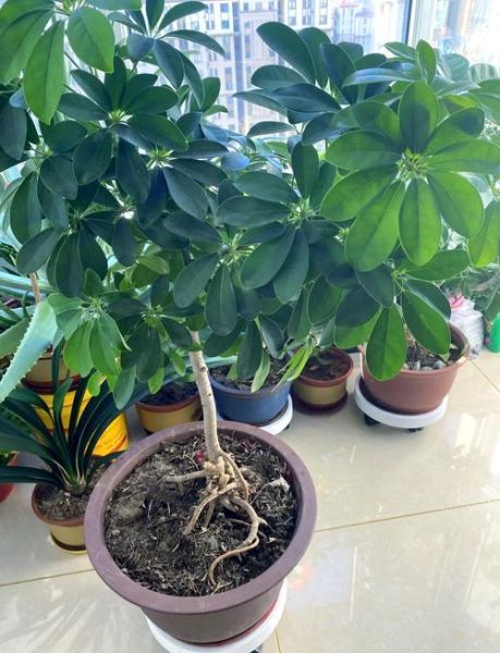 鹅掌柴怎么养_鹅掌柴多久浇一次水-第2张图片-山城妙识