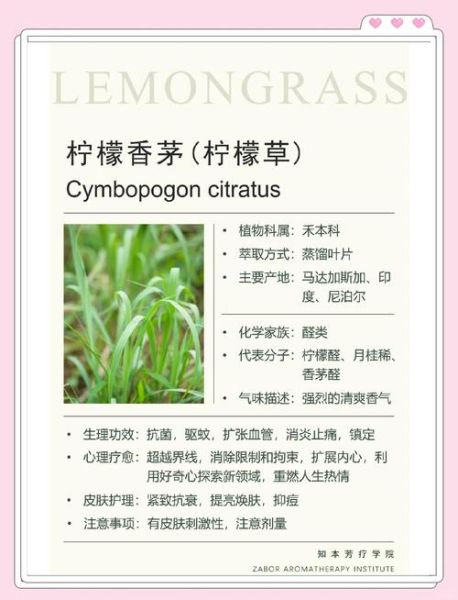 香茅精油怎么用_香茅和柠檬草区别-第1张图片-山城妙识