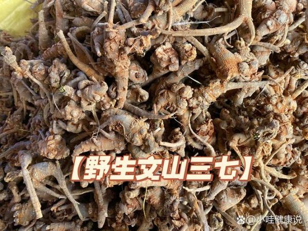 野三七长什么样_野三七与三七区别-第2张图片-山城妙识