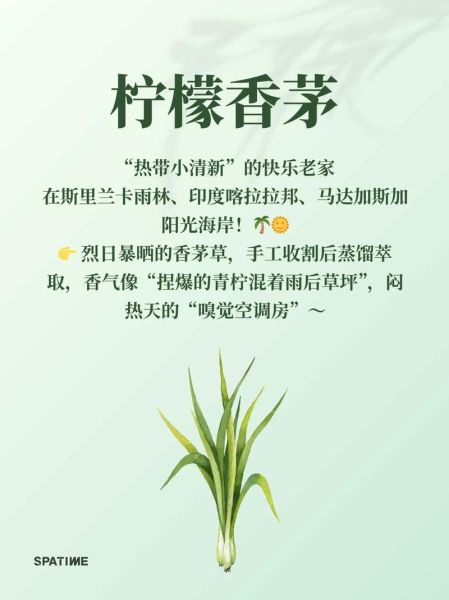 香茅精油怎么用_香茅和柠檬草区别-第2张图片-山城妙识