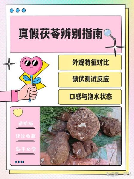 茯苓长什么样_如何辨别真假茯苓-第2张图片-山城妙识