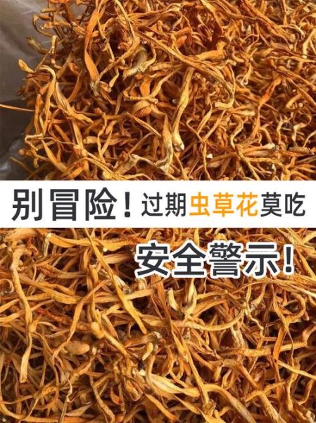 虫草花有什么功效与作用_虫草花的禁忌人群有哪些-第2张图片-山城妙识