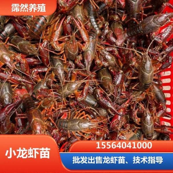 龙虾养殖技术视频全集_新手如何养龙虾-第1张图片-山城妙识