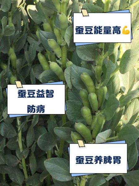 冬豆和豌豆的区别_哪个营养价值更高-第2张图片-山城妙识 冬豆和豌豆的区别_哪个营养价值更高-第2张图片-山城妙识