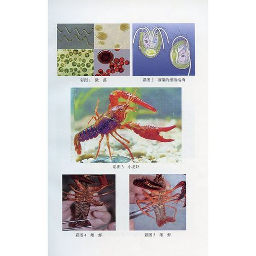 龙虾养殖技术视频全集_新手如何养龙虾-第3张图片-山城妙识