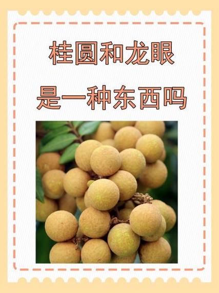 龙眼和桂圆的区别_龙眼是桂圆吗-第2张图片-山城妙识