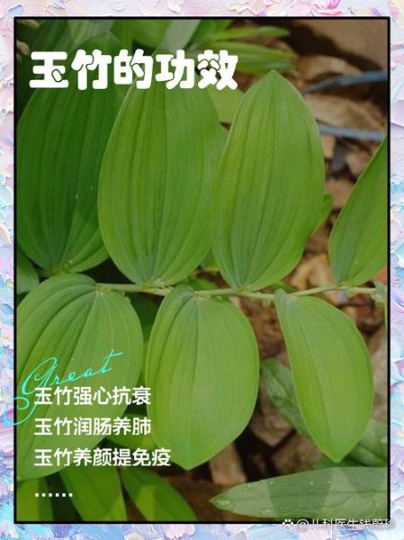生玉竹的功效与作用_生玉竹怎么吃效果最好-第2张图片-山城妙识