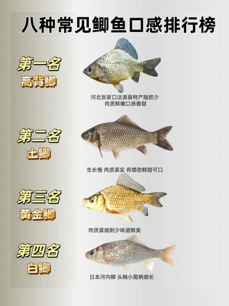 鲫鱼图片大全哪里找_鲫鱼品种如何区分-第1张图片-山城妙识 鲫鱼图片大全哪里找_鲫鱼品种如何区分-第1张图片-山城妙识