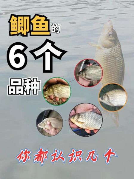 鲫鱼图片大全哪里找_鲫鱼品种如何区分-第3张图片-山城妙识 鲫鱼图片大全哪里找_鲫鱼品种如何区分-第3张图片-山城妙识